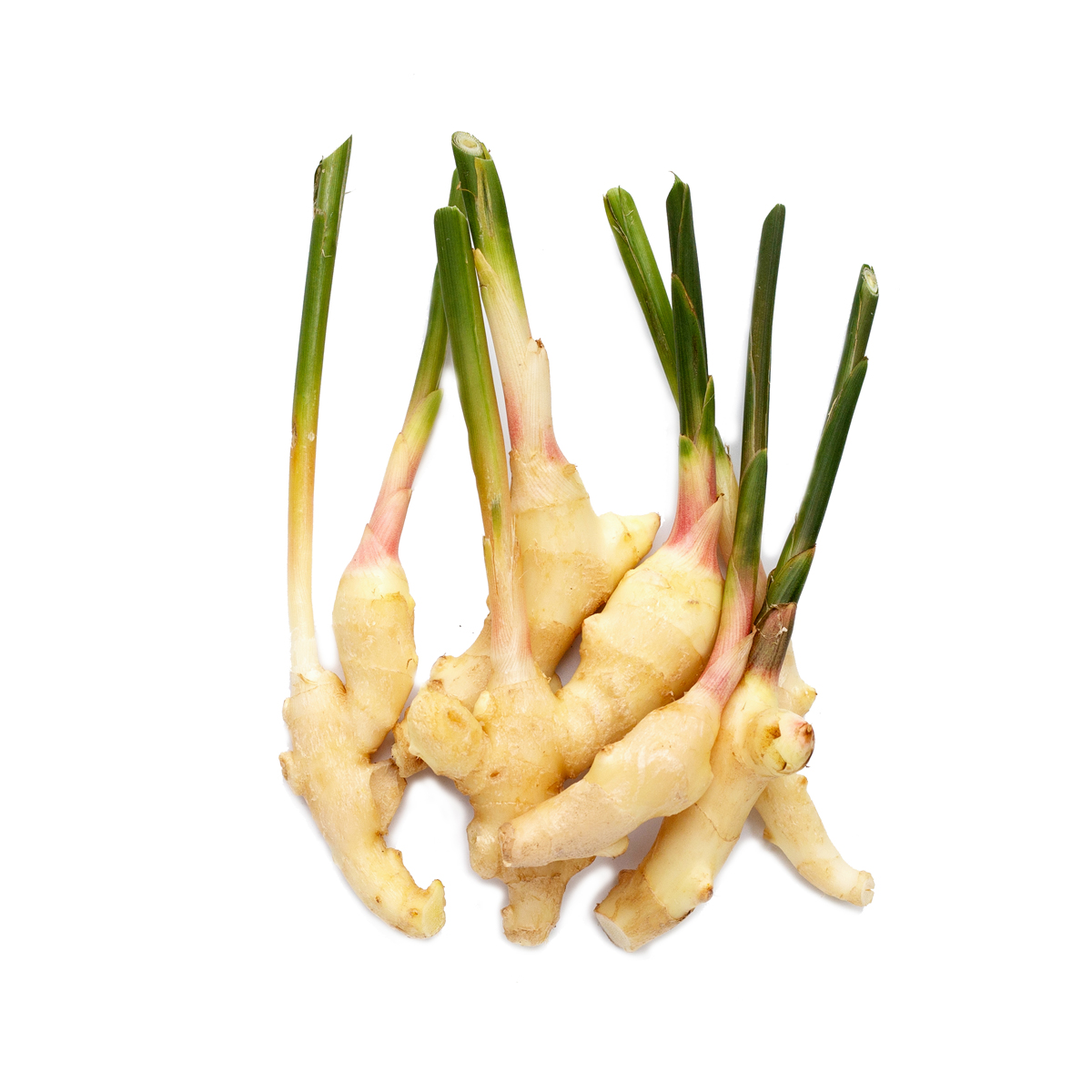 Young Galangal - SP Fresh Intertrade