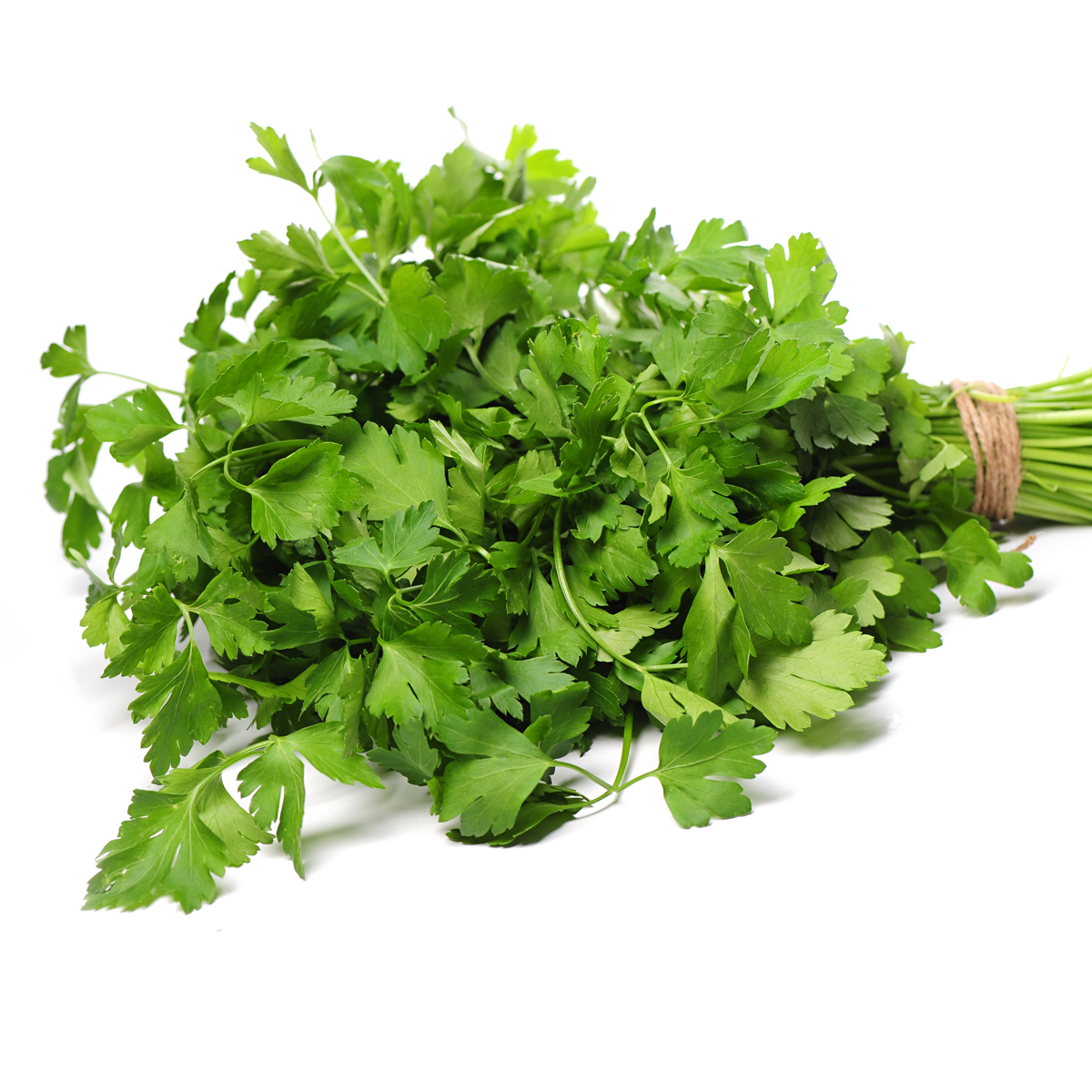 Coriander - SP Fresh Intertrade